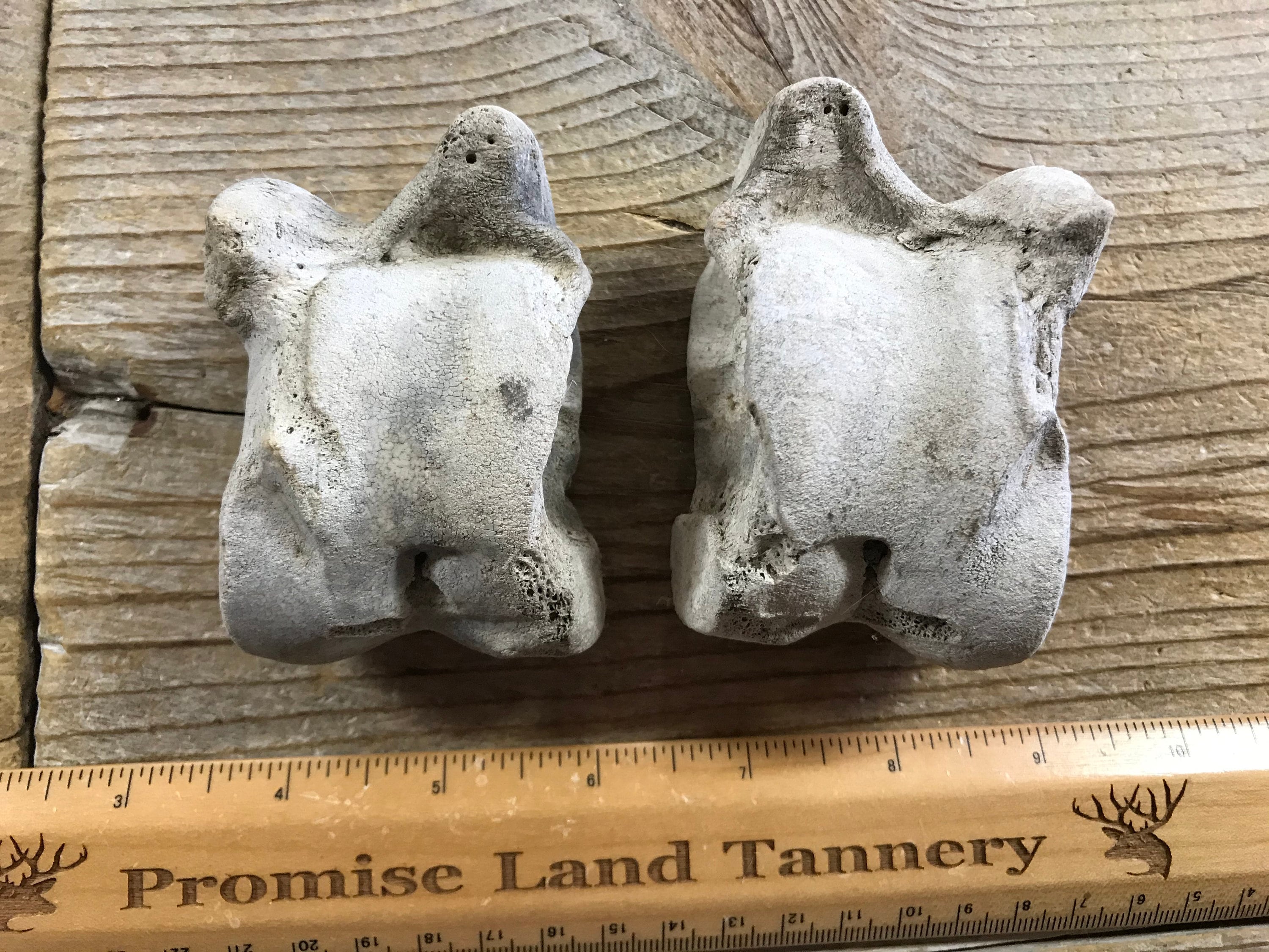 Nature Cleaned Cow Astragalus Bone Talus Tali Knuckle | Etsy