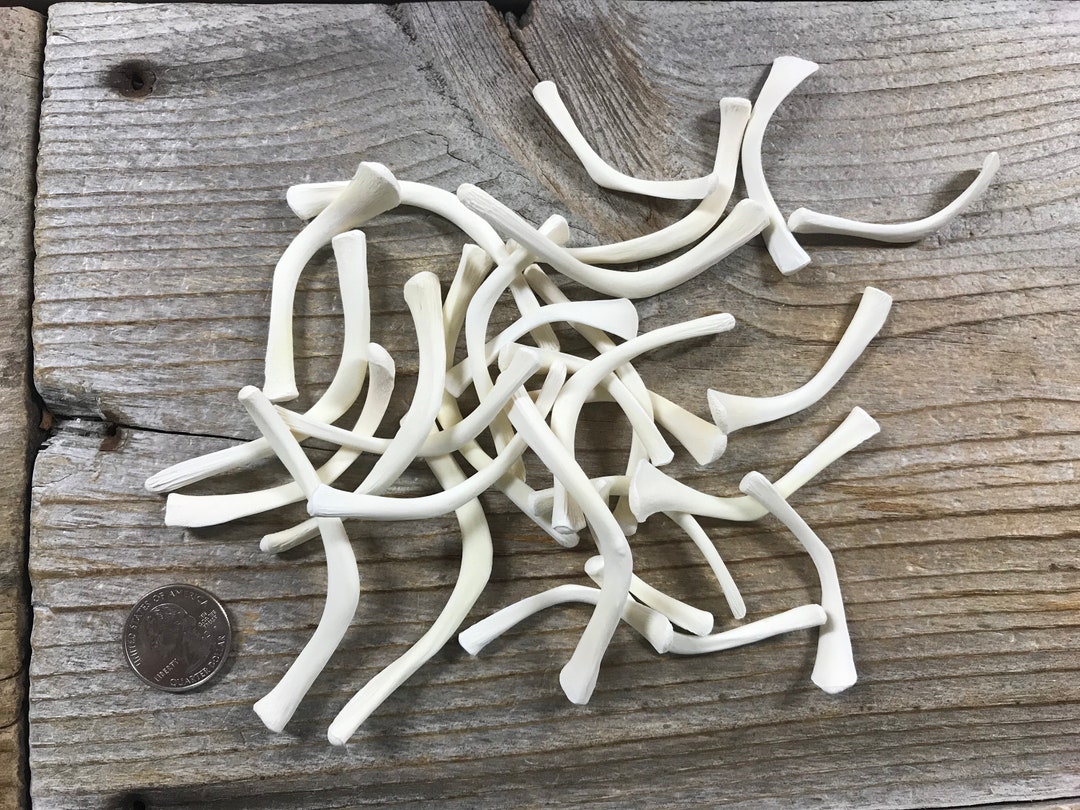 Snapping Turtle Hyoid Bones - Lot of 10 Real Bones - Stock No. 1-198 - Etsy