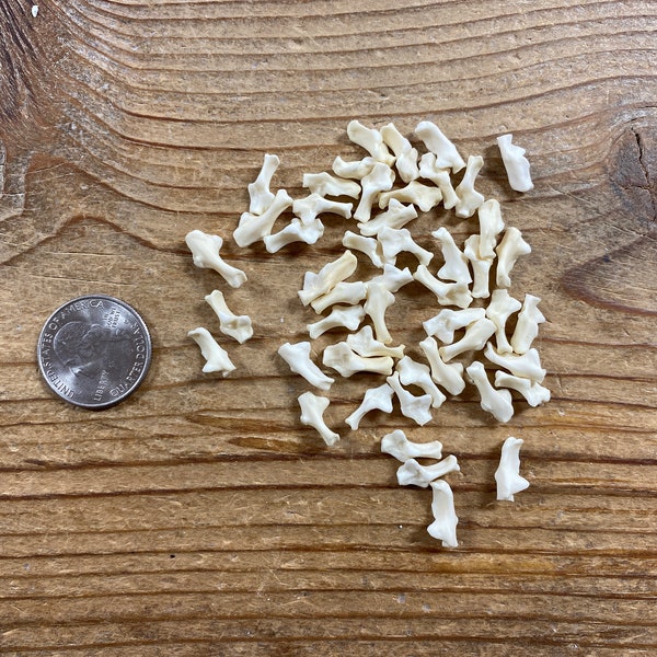 Squirrel Feet - Etsy