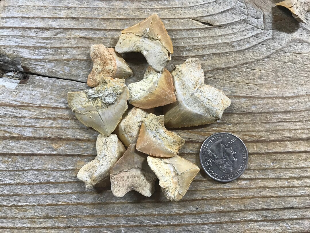 Fossilized Squalicorax Shark Teeth - Bag of 10 Pieces - Stock No. 1-348 ...