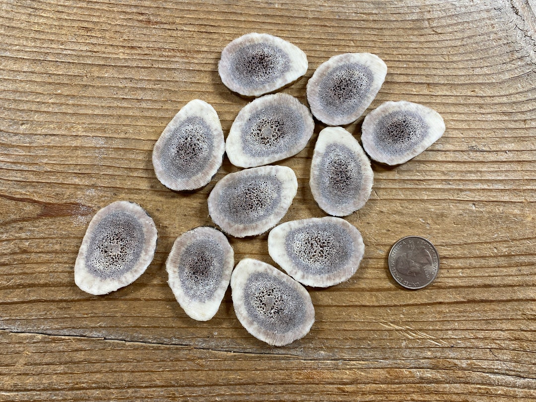 Lot of Elk Antler Slices - 11 Thin Cut Slices - Extra Large - Lot No ...