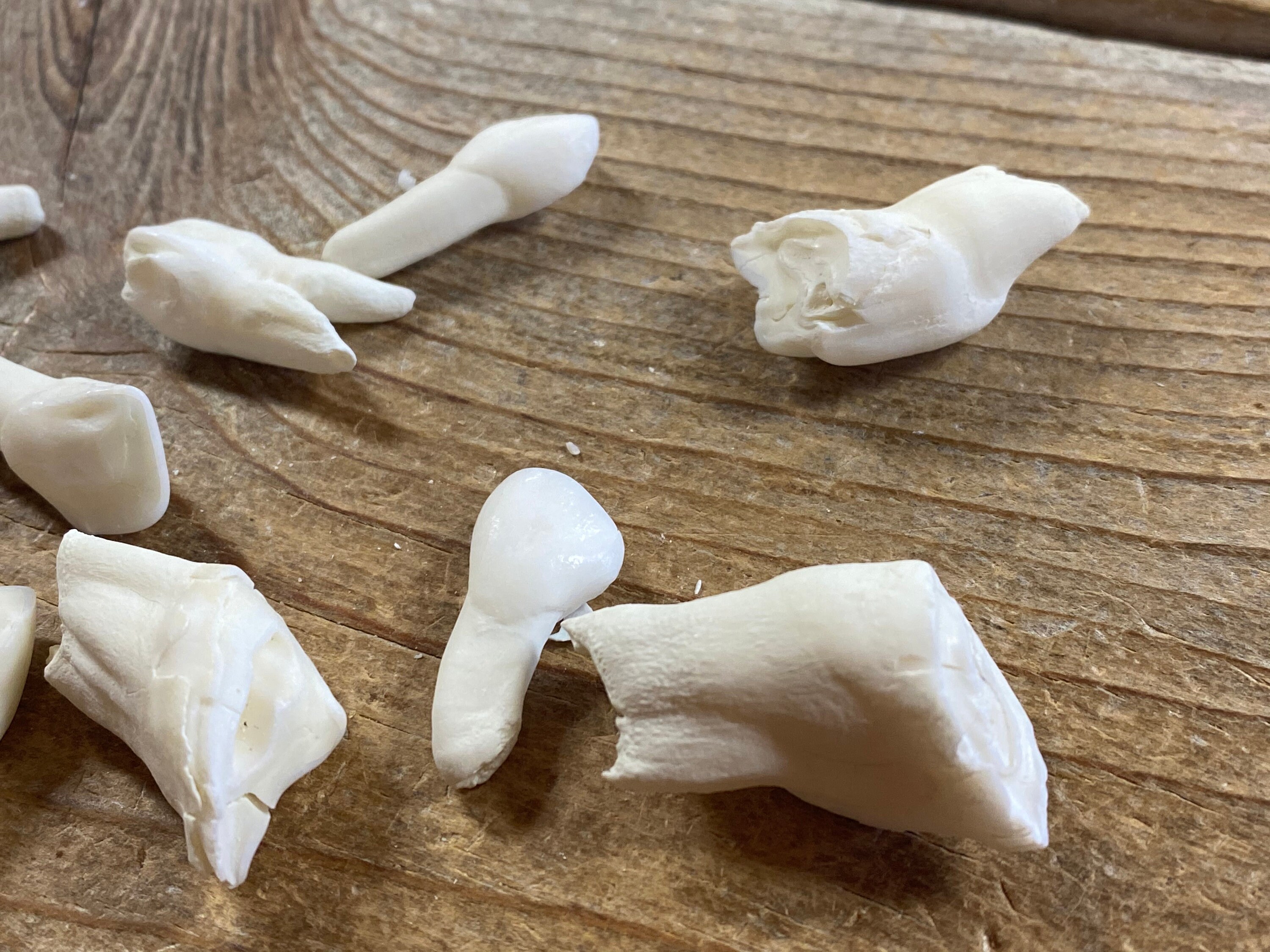 Large Animal Teeth Real Animal Teeth 10 Pieces Lot No. | Etsy