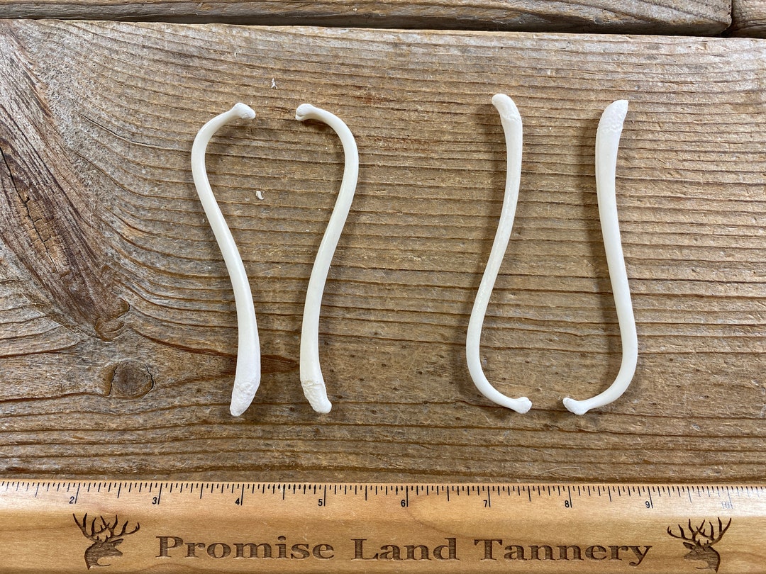 Baculum Bones 2 Visual Pairs Raccoon Real Bones Lot No. 230730-V - Etsy