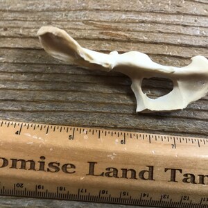 Rabbit Pelvis Halves Real Bones Stock No. 1-179 - Etsy