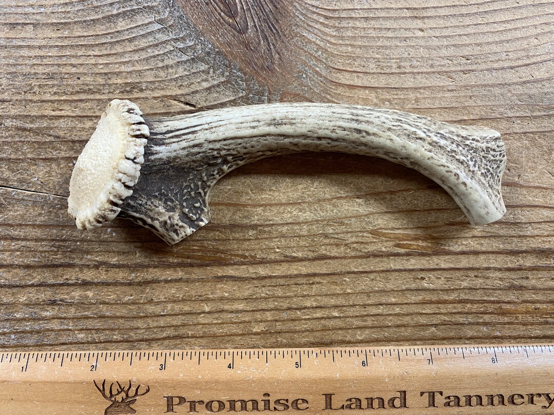 Sika Deer Antler Piece for Knife Handles Medium Lot No. 221208-GG - Etsy