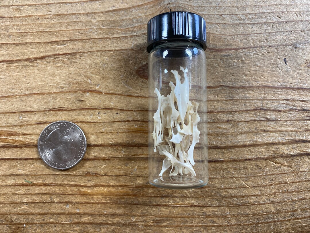 Vial of Assorted Rodent Pelvis Bones - Real Bones - Lot No. 220401-X - Etsy