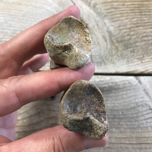 Lot of 4 Fossil Bison Toe Bones Nebraska Lot No. 190714-UU - Etsy