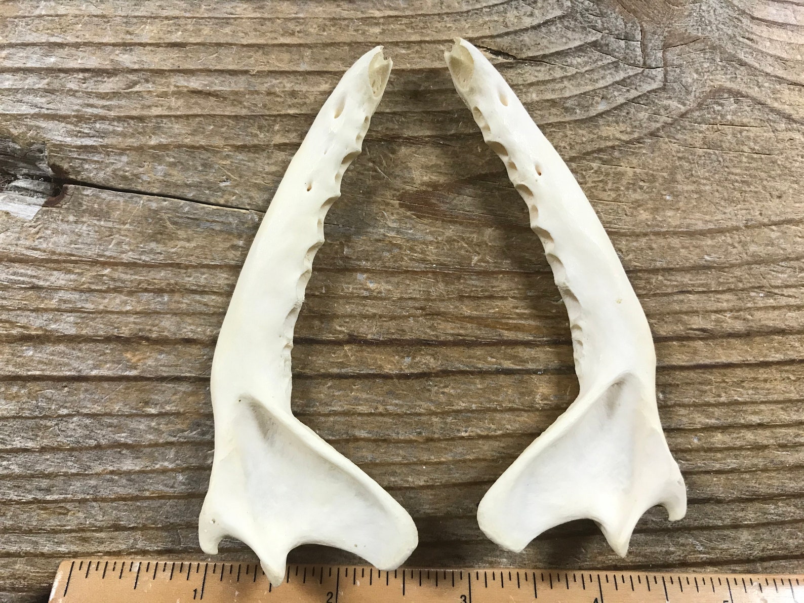 Red Fox Lower Jaw Bones Real Bones 1 Pair Stock No. 1-78 | Etsy