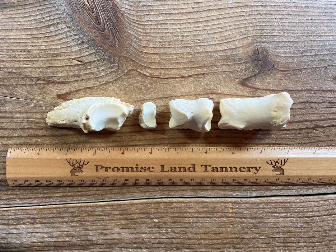Cow Front Toe Bone Set - Real Bones - Lot No. 230302-AAA - Etsy
