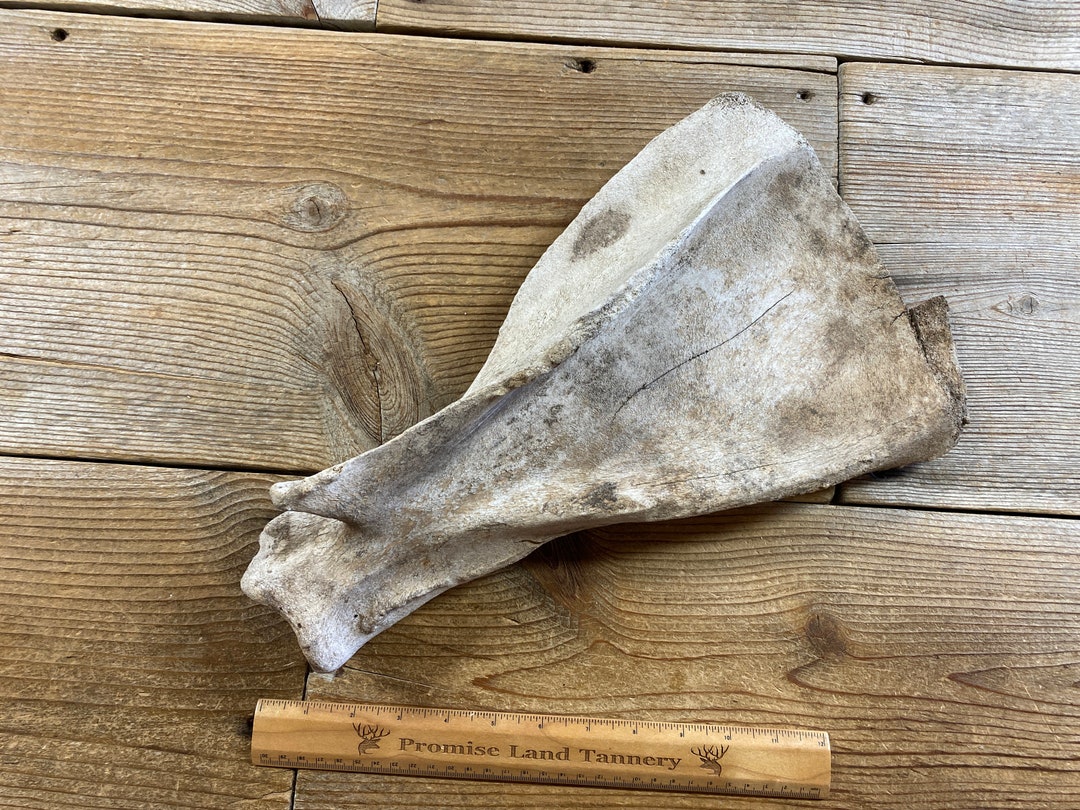 Nature Cleaned Cow Scapula Bone - Lot No. 240502-II - Etsy