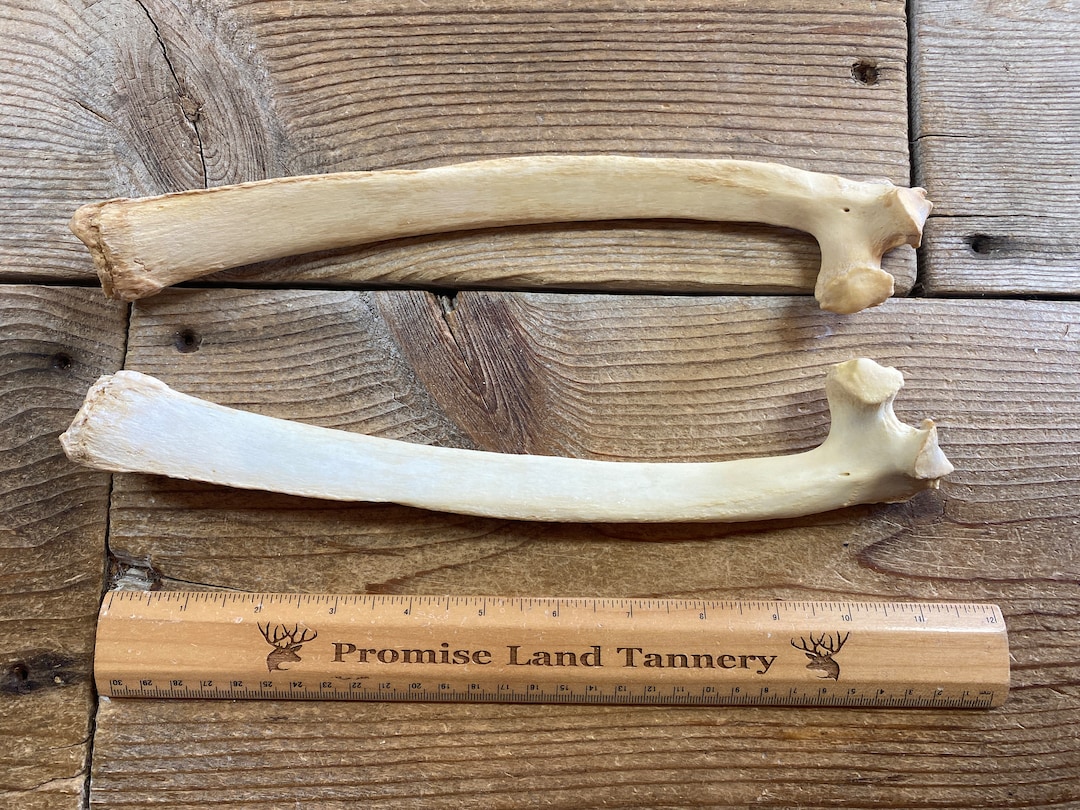 Pair of Cow Ribs - Real Bone - Lot No. 230302-QQ - Etsy