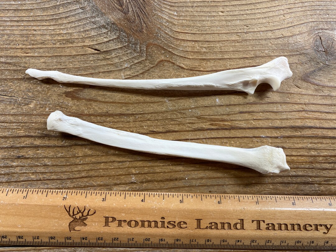 Jewelry Assortment of Coyote Radius and Ulna Leg Bones- Set of 2 - Lot ...