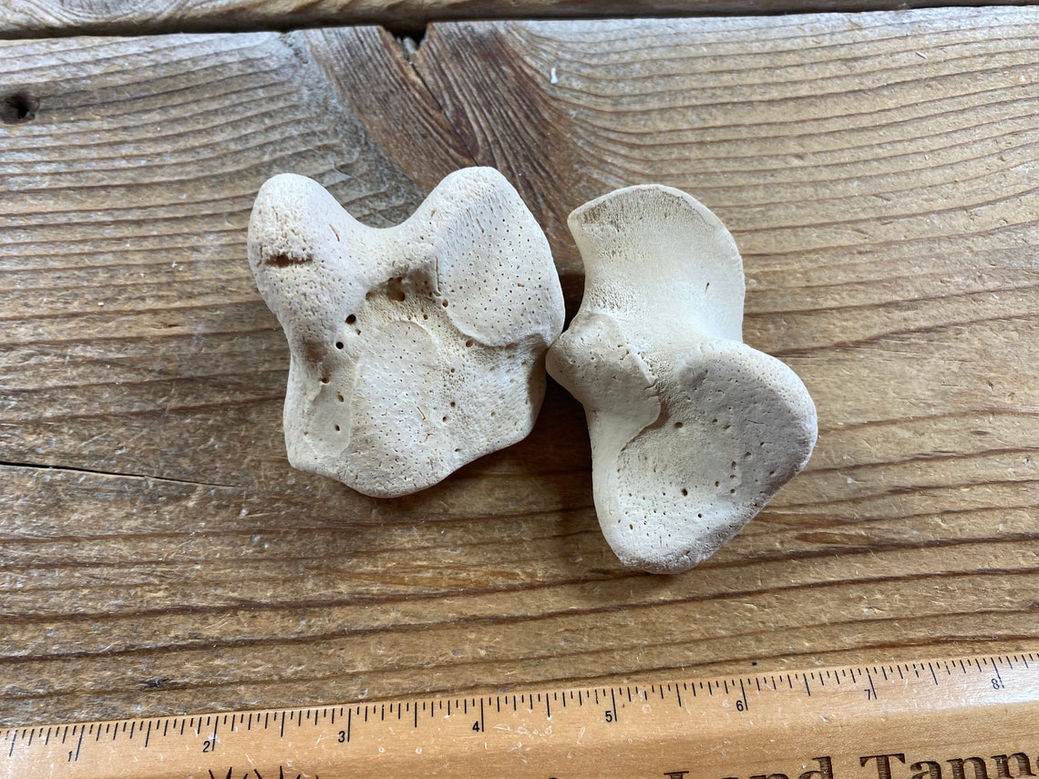 Juvenile Horse Talus and Calcaneus Bones Real Bone Lot No. | Etsy