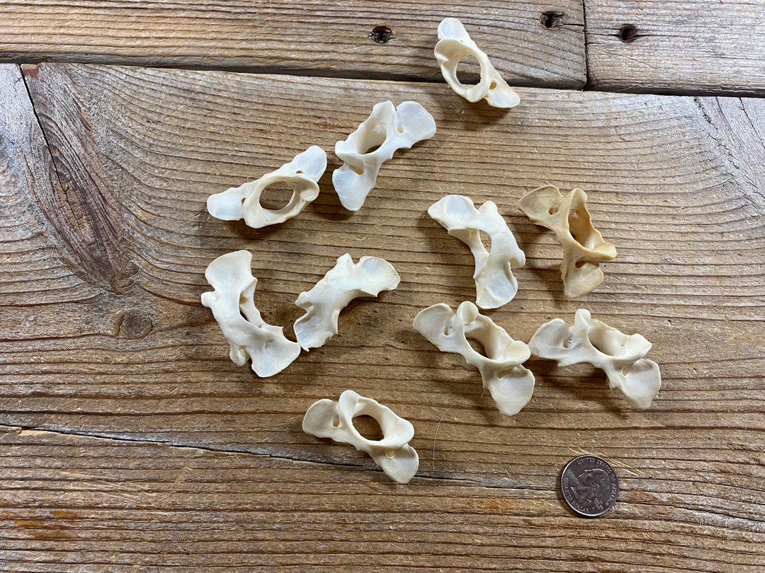 Bobcat Atlas Bones - Real Vertebra - 1 Atlas - Stock No. 1-139 - Etsy