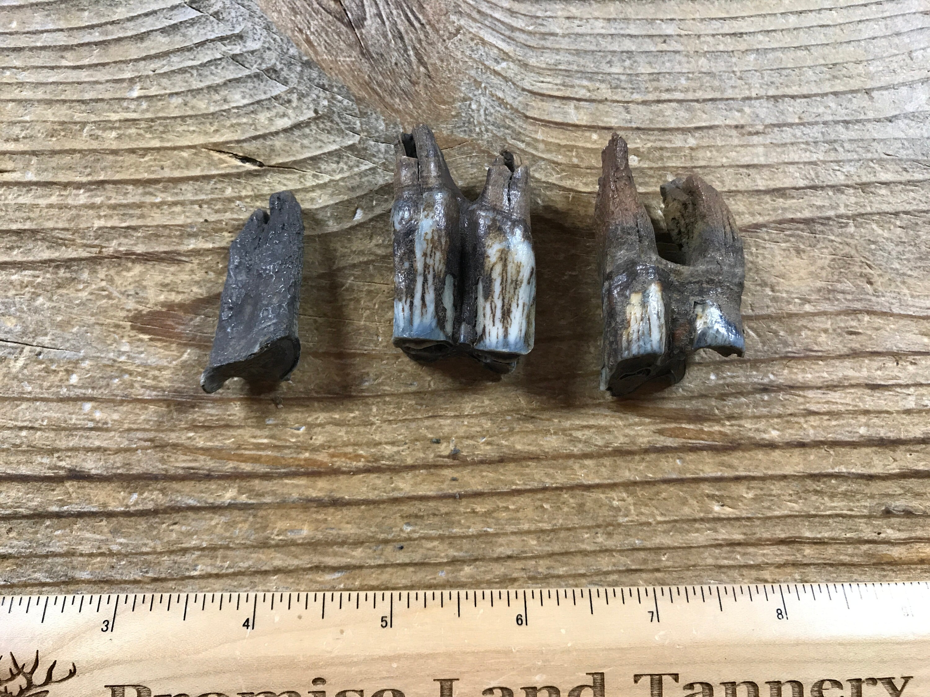 Lot of 3 Large Fossil Molar Teeth Nebraska Lot No. | Etsy