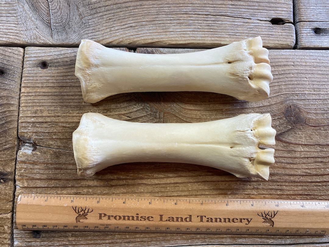 Pair of Cow Cannon Bones Real Bones Lot No. 230302-DD - Etsy