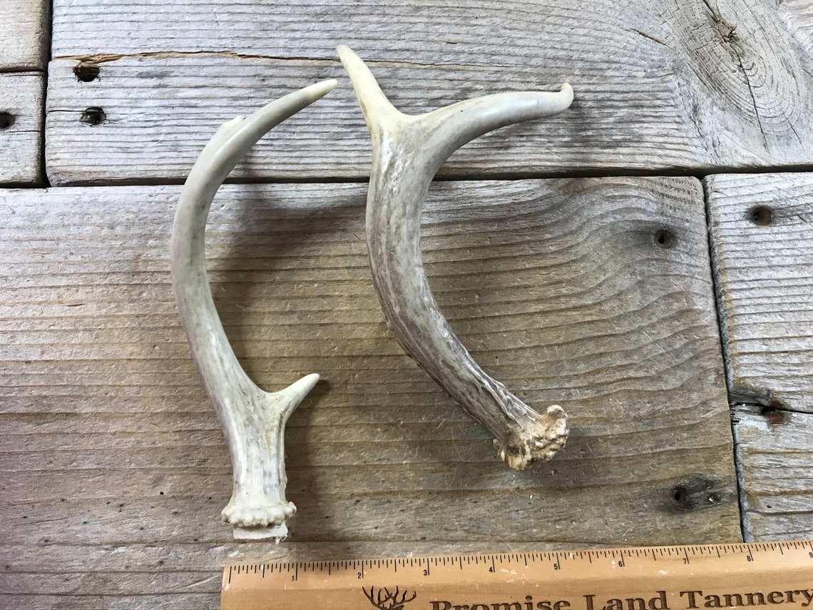 Extra Small Deer Antler - 3 Point Shed - Whitetail Deer - 1 Antler ...