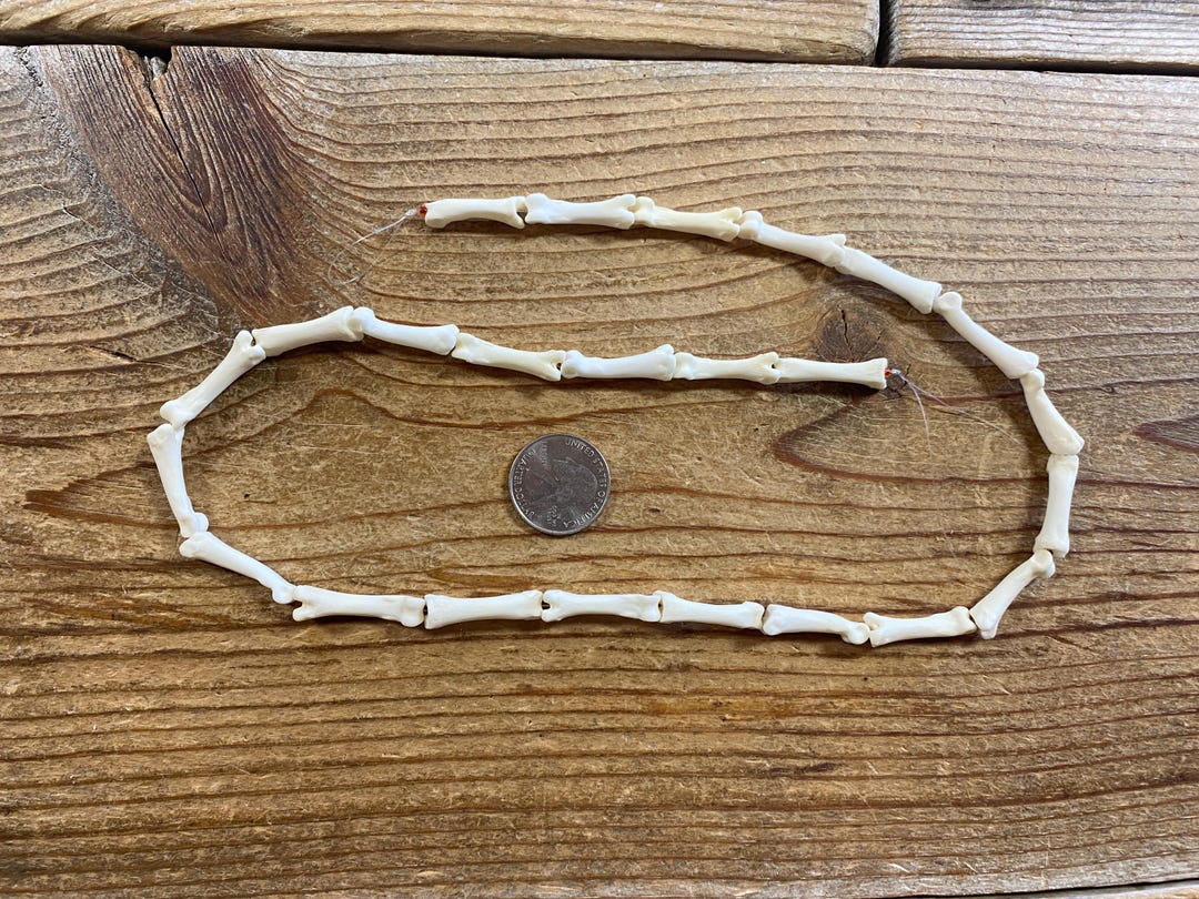 Coyote Toe Bone Beads - 24 Real Bones - Lot No. 240714-JJ - Etsy
