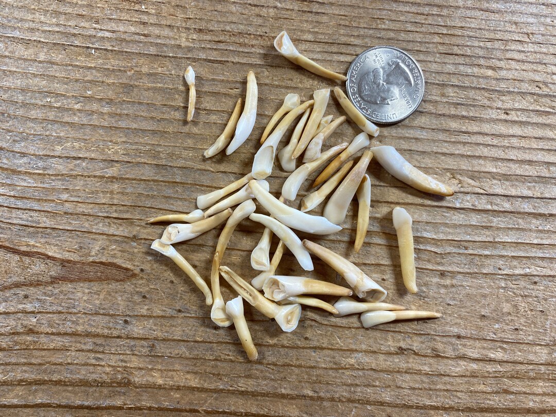 Assorted Incisors - Real Animal Teeth - 36 Pieces - Lot No. 230716-T - Etsy