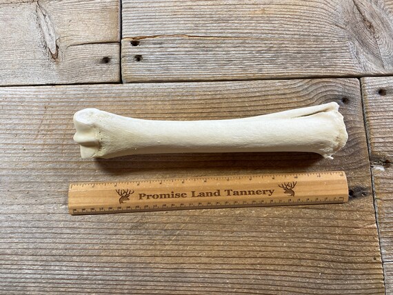 One Horse Cannon Leg Bone Real Bone Lot No. 211114-MM | Etsy