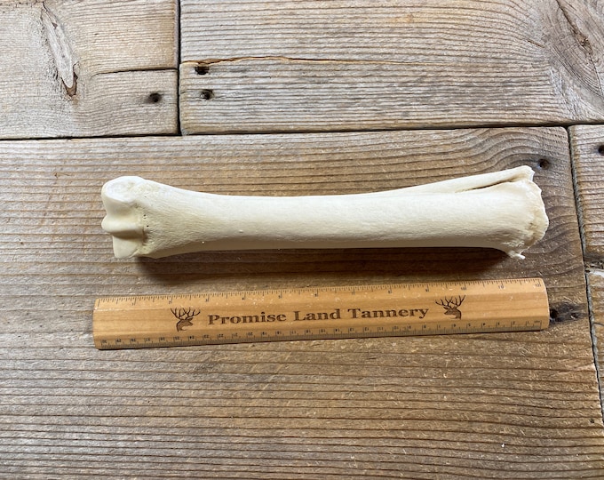 One Horse Cannon Leg Bone - Real Bone - Lot No. 211114-MM - Etsy