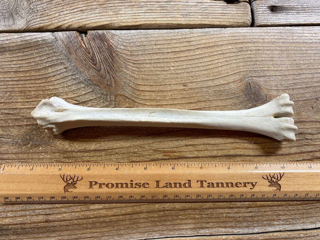 Llama Leg Bone - Cannon Bone - Real Bone - Lot No. 220707-U - Etsy