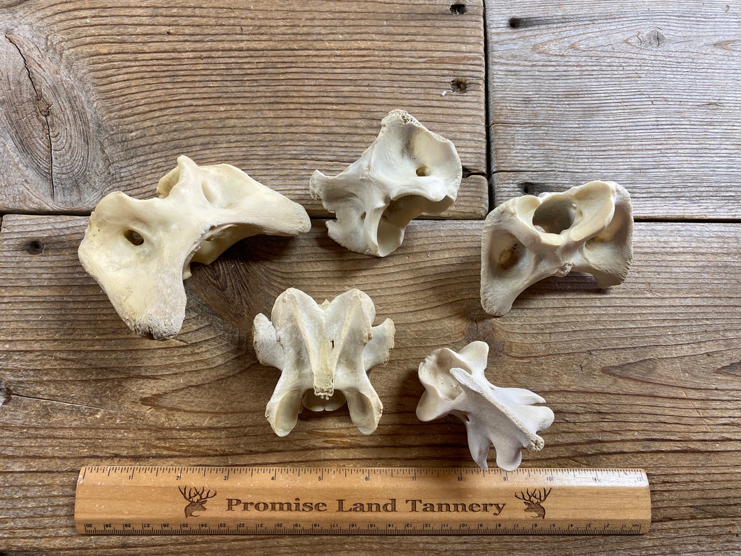 Jewelry Assortment of Goat and Sheep Bones - Vertebrae - Real Bones ...