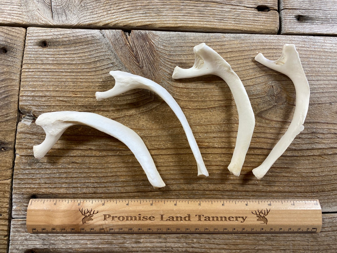 Jewelry Assortment of Emu Rib Bones Real Bones Lot No. 210513-D - Etsy