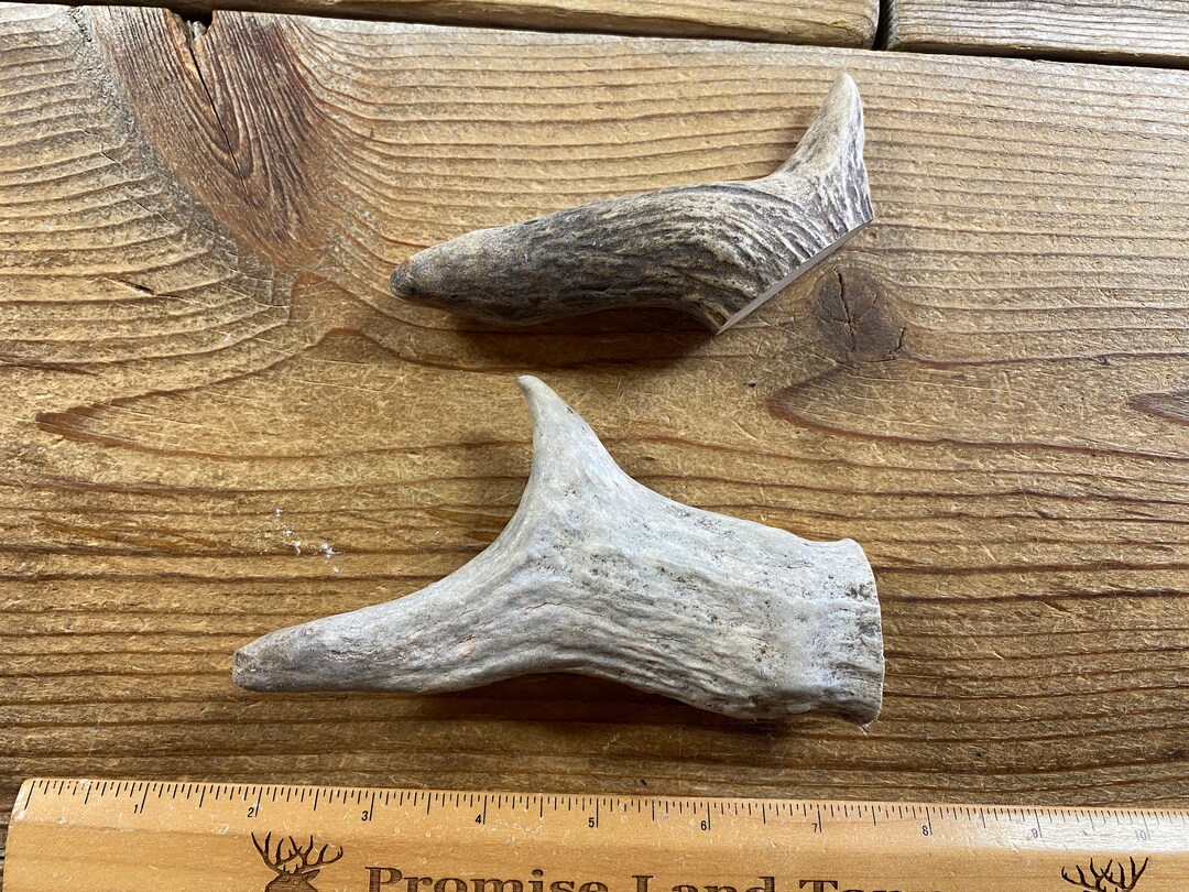 Lot of 2 Moose Forked Antler Points - Natural Moose Antlers - Lot No ...