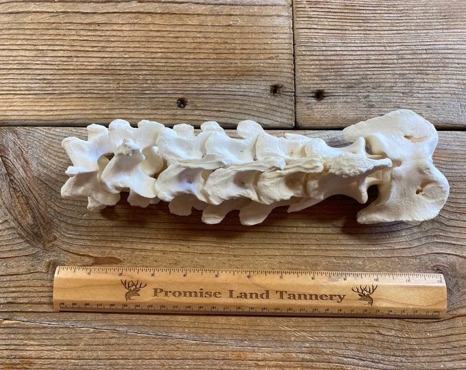 Jewelry Assortment of Goat Vertebrae - Cervical Spine Section - Real ...