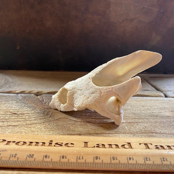Snapping Turtle Skull - Etsy