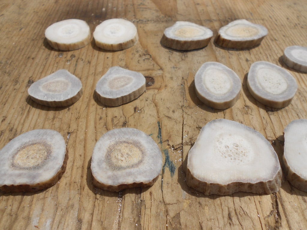 10 Pairs of Deer Antler Slices Your Choice of Size and Style - Etsy