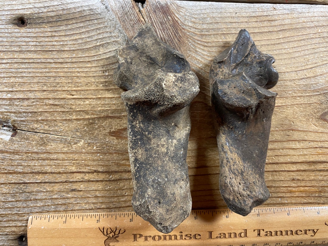 Lot of 2 Fossil Bison Calcaneus Bones - Nebraska - Lot No. 211028-T - Etsy
