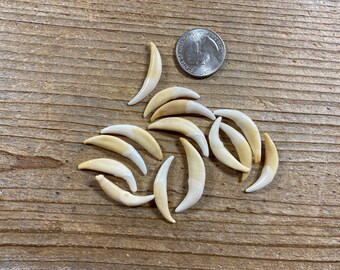 Real Animal Teeth Assorted Species 25 Pieces Stock No. 1-52 - Etsy