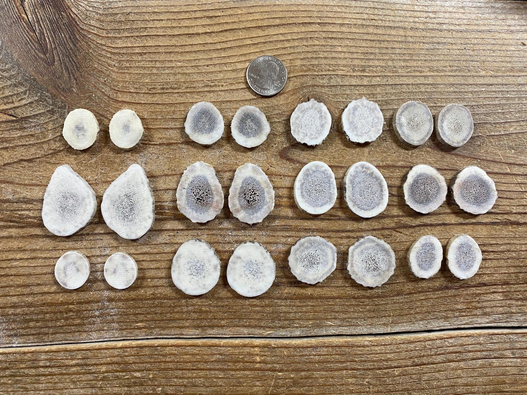 Lot of Elk Antler Slices -12 Pairs - Thin Cut Slices - Medium-extra ...