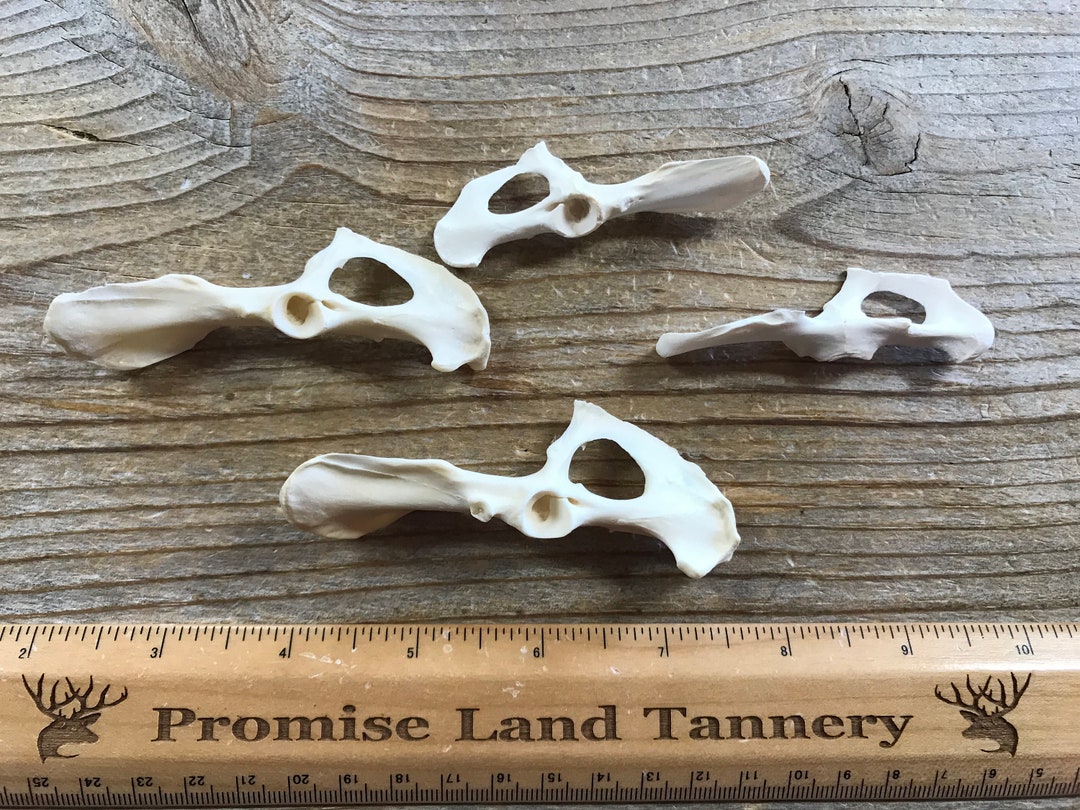 Rabbit Pelvis Halves Real Bones Stock No. 1-179 - Etsy