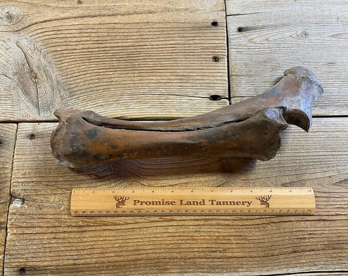 Fossil Bison Radius Ulna Bone - Nebraska - Lot No. 221203-FF - Etsy