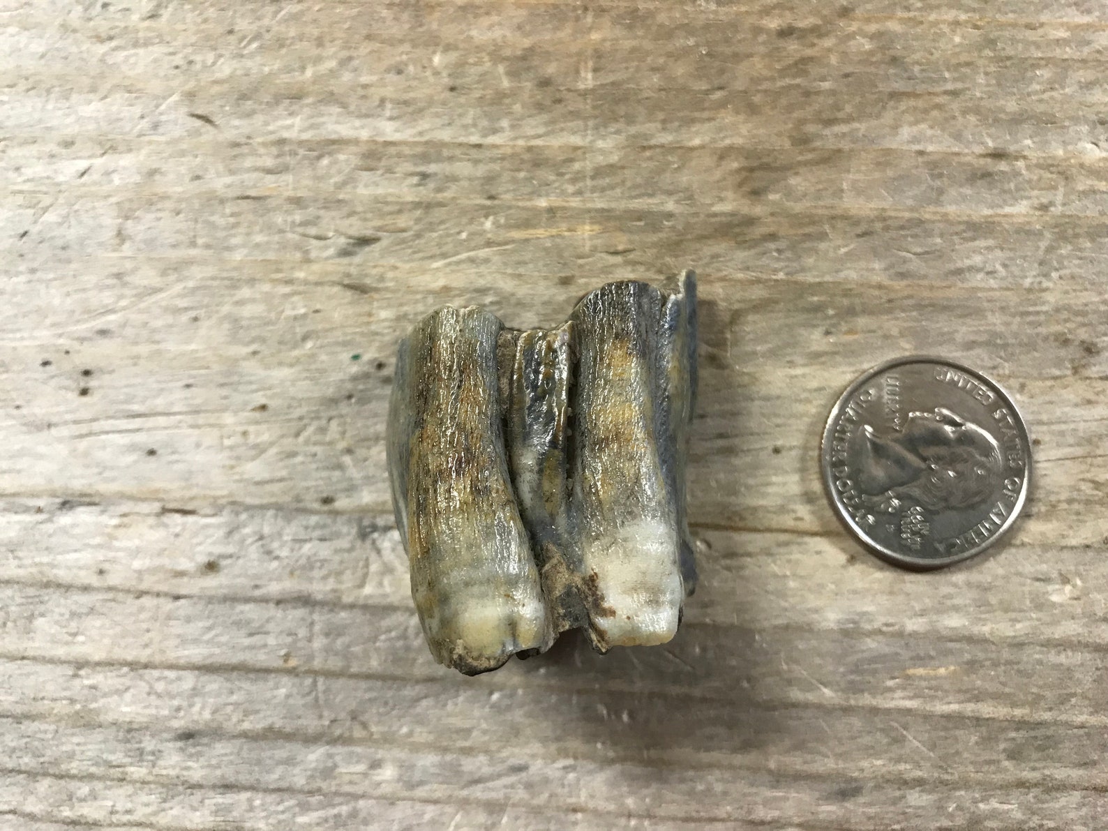 Fossil Bison Molar Tooth Nebraska Lot No. 6 | Etsy