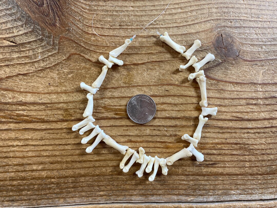 Coyote Toe Bone Beads - 29 Real Bones - Lot No. 240714-RR - Etsy