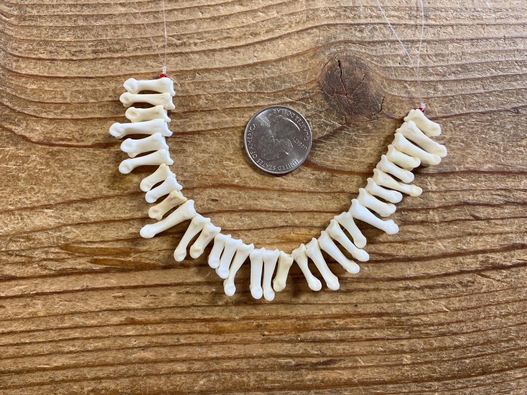 Coyote Toe Bone Beads - 32 Real Bones - Lot No. 240714-PP - Etsy