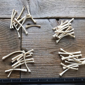 Bag of 10 Domestic Rabbit Radius Bones Real Bones Stock No. 1-13 - Etsy