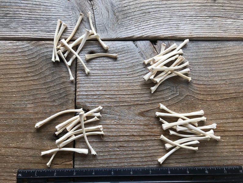 Bag of 10 Domestic Rabbit Radius Bones Real Bones Stock | Etsy