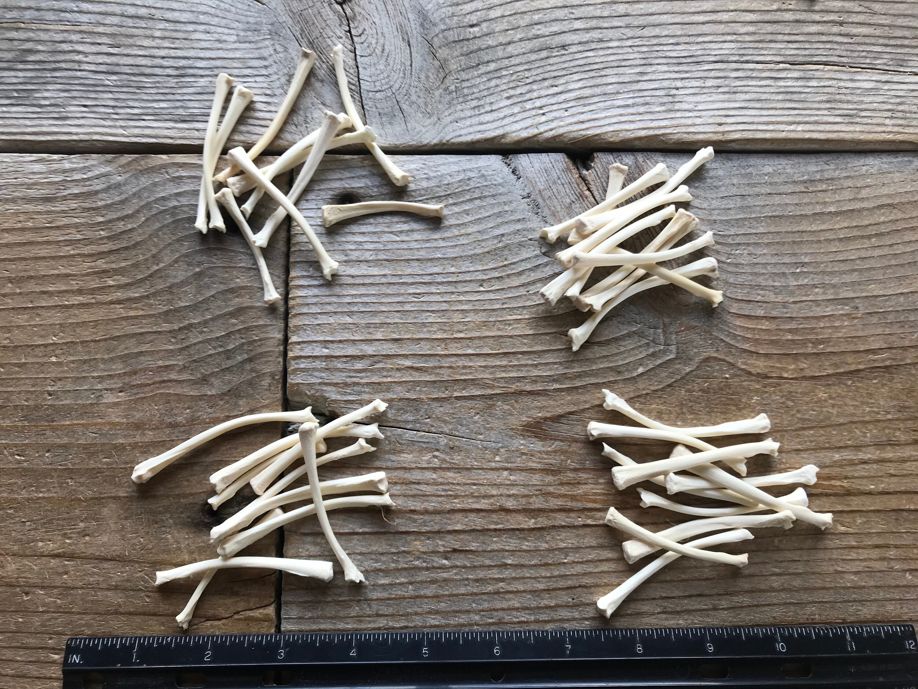 Bag of 10 Domestic Rabbit Radius Bones - Real Bones - Stock No. 1-13 - Etsy