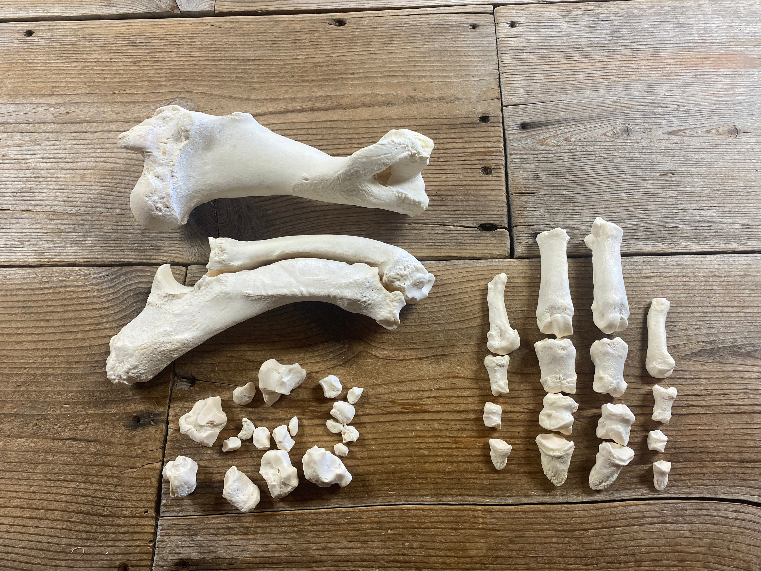 Real Skeleton Leg