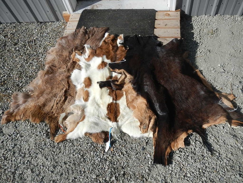 One Average Domestic Goat Hide Hide Soft Tanned Assorted | Etsy