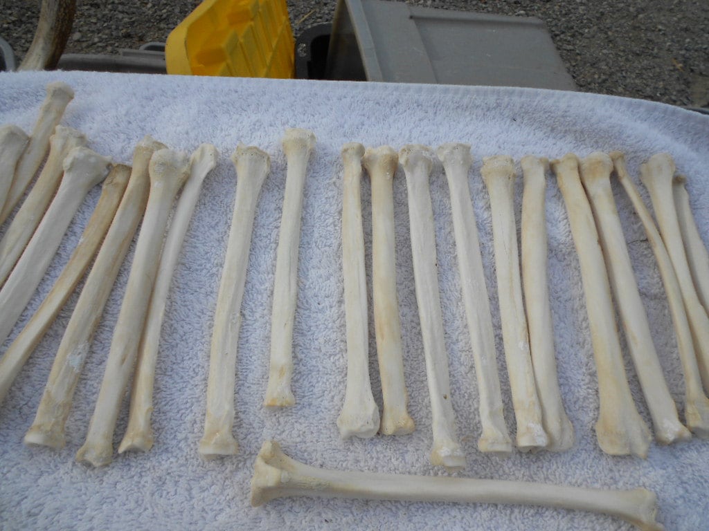 Cleaned Coyote Radius Bones Leg Bones Real Bones 4 - Etsy
