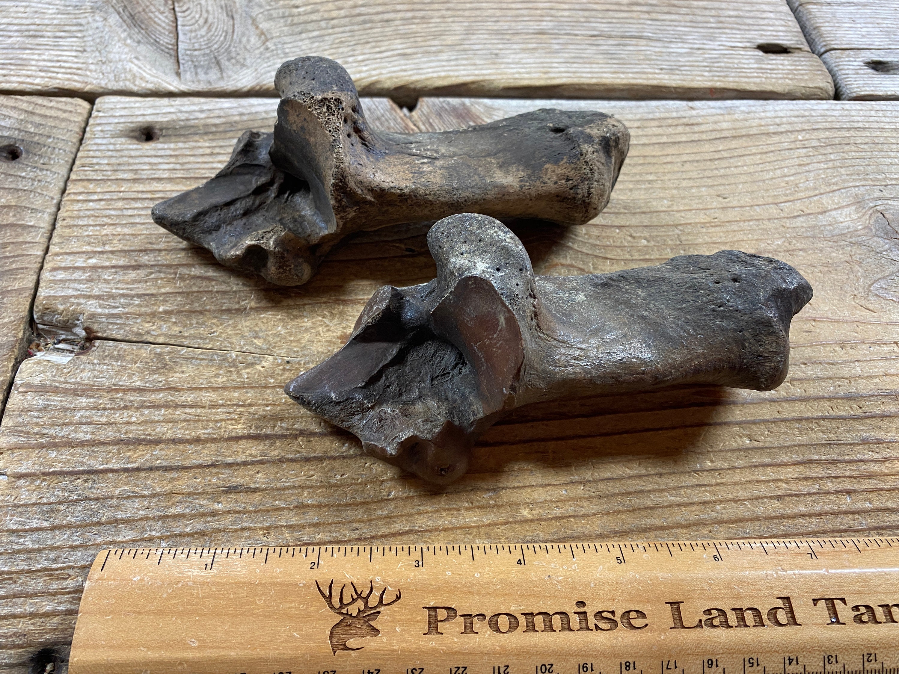 Lot of 2 Fossil Bison Calcaneus Bones Nebraska Lot No. - Etsy