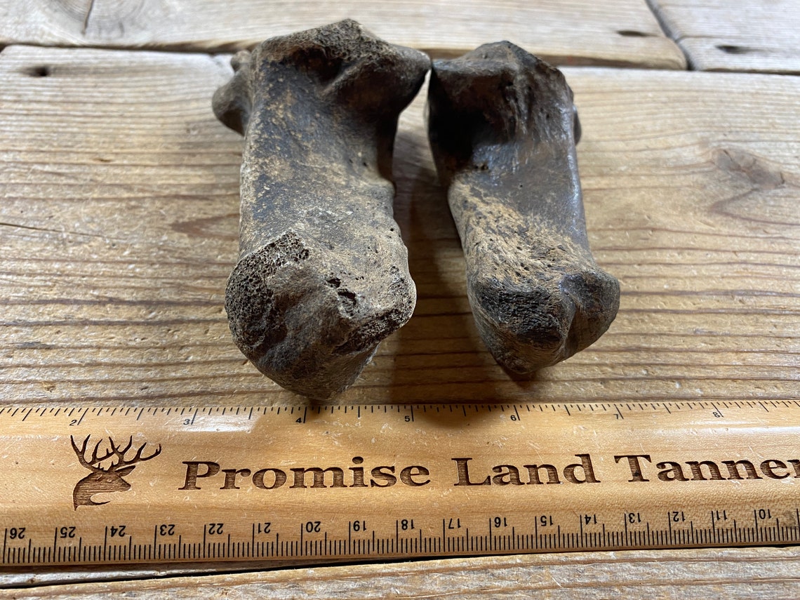 Lot of 2 Fossil Bison Calcaneus Bones Nebraska Lot No. | Etsy