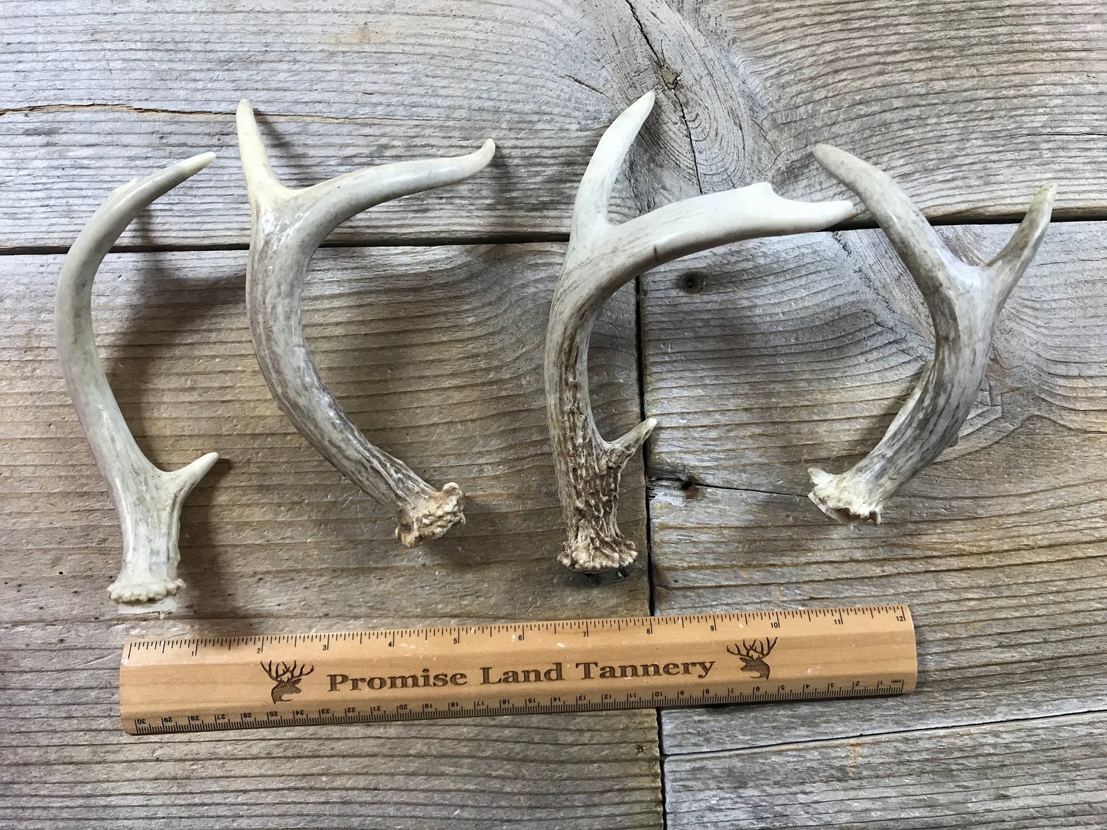 Extra Small Deer Antler - 3 Point Shed - Whitetail Deer - 1 Antler ...