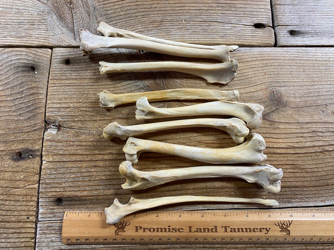 Jewelry Assortment of Bobcat/ Coyote Size Leg Bones - Real Bones - Lot ...